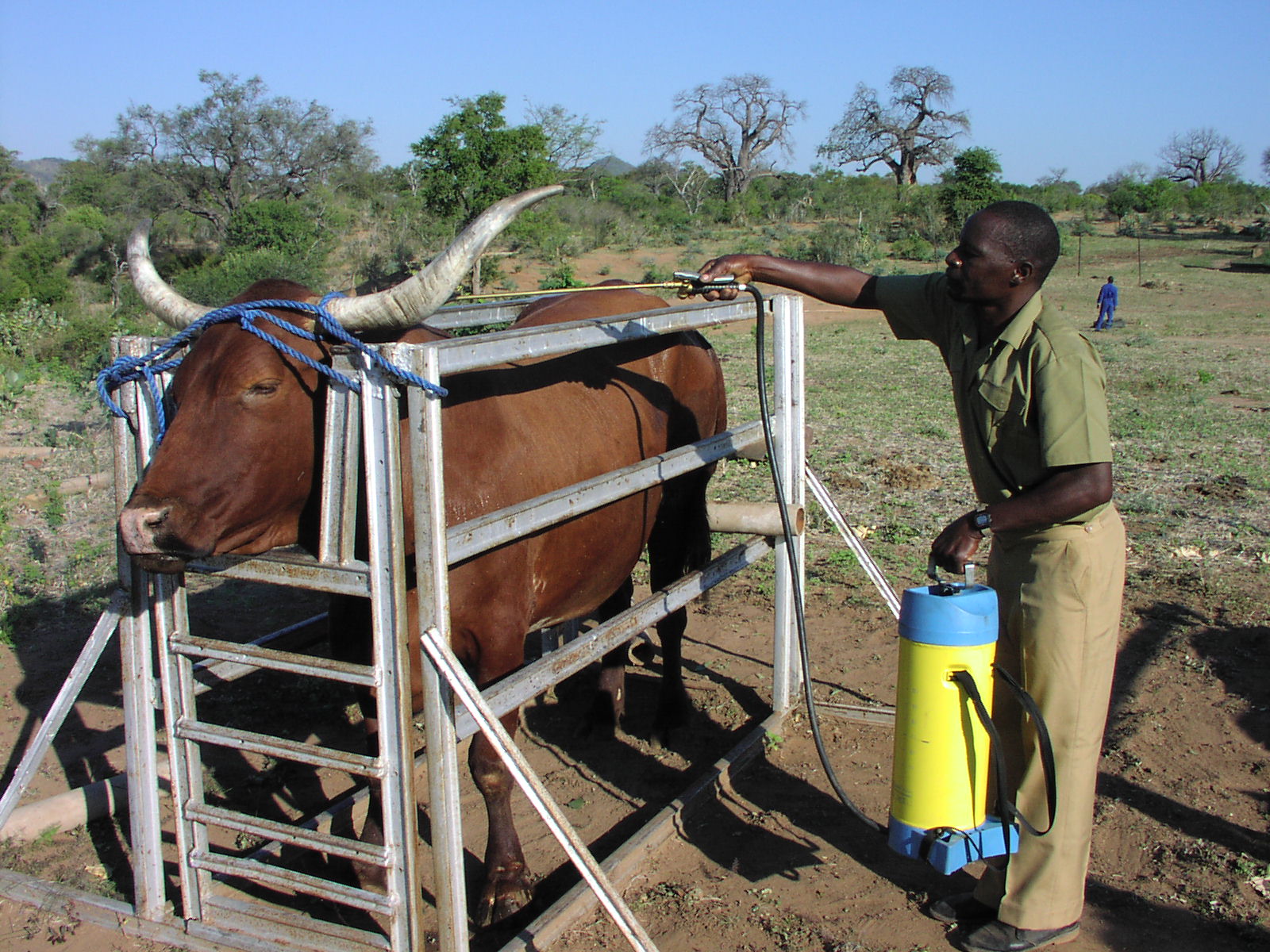 What will be the environmental impact of treating cattle with ...