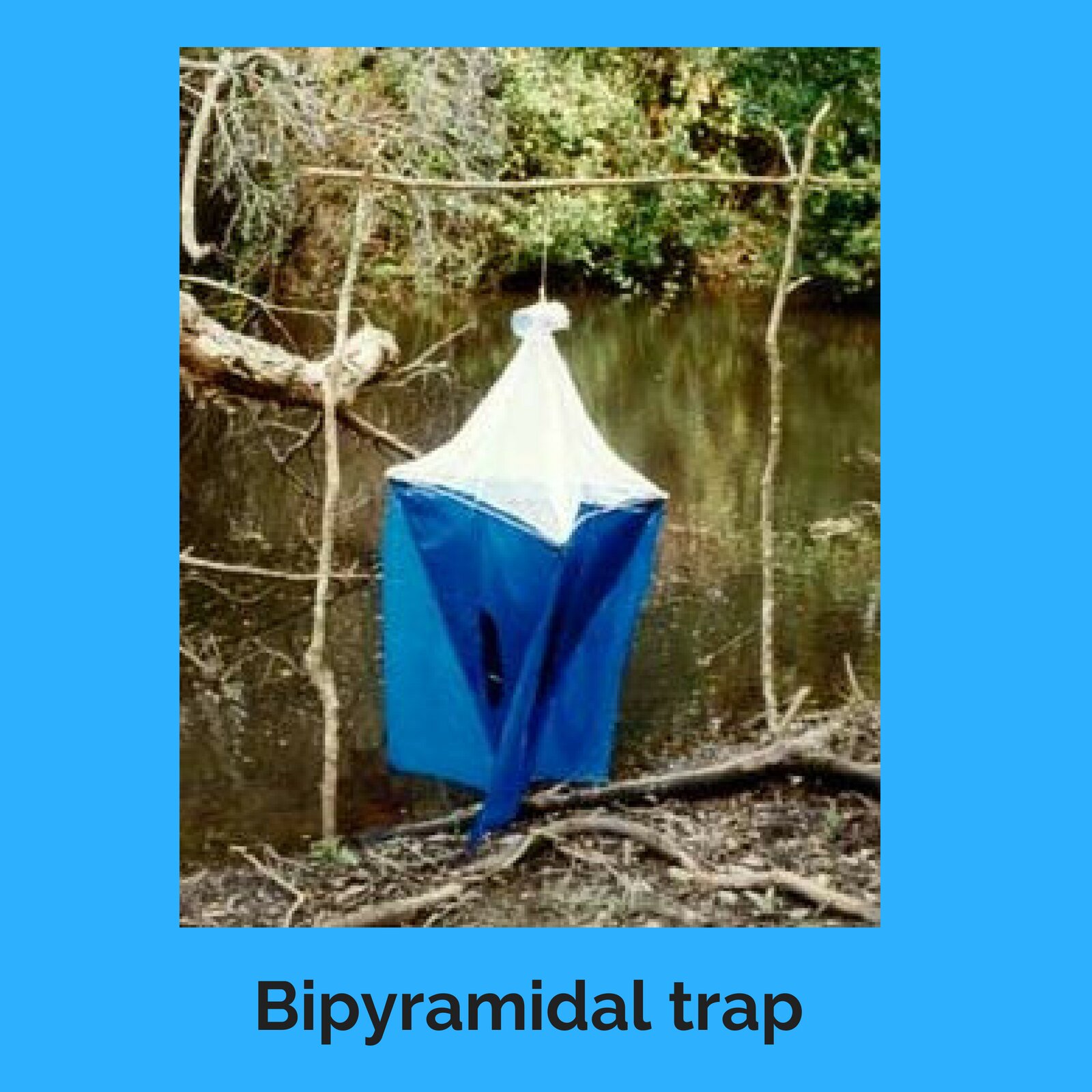 Variations on pyramidal trap | Tsetse