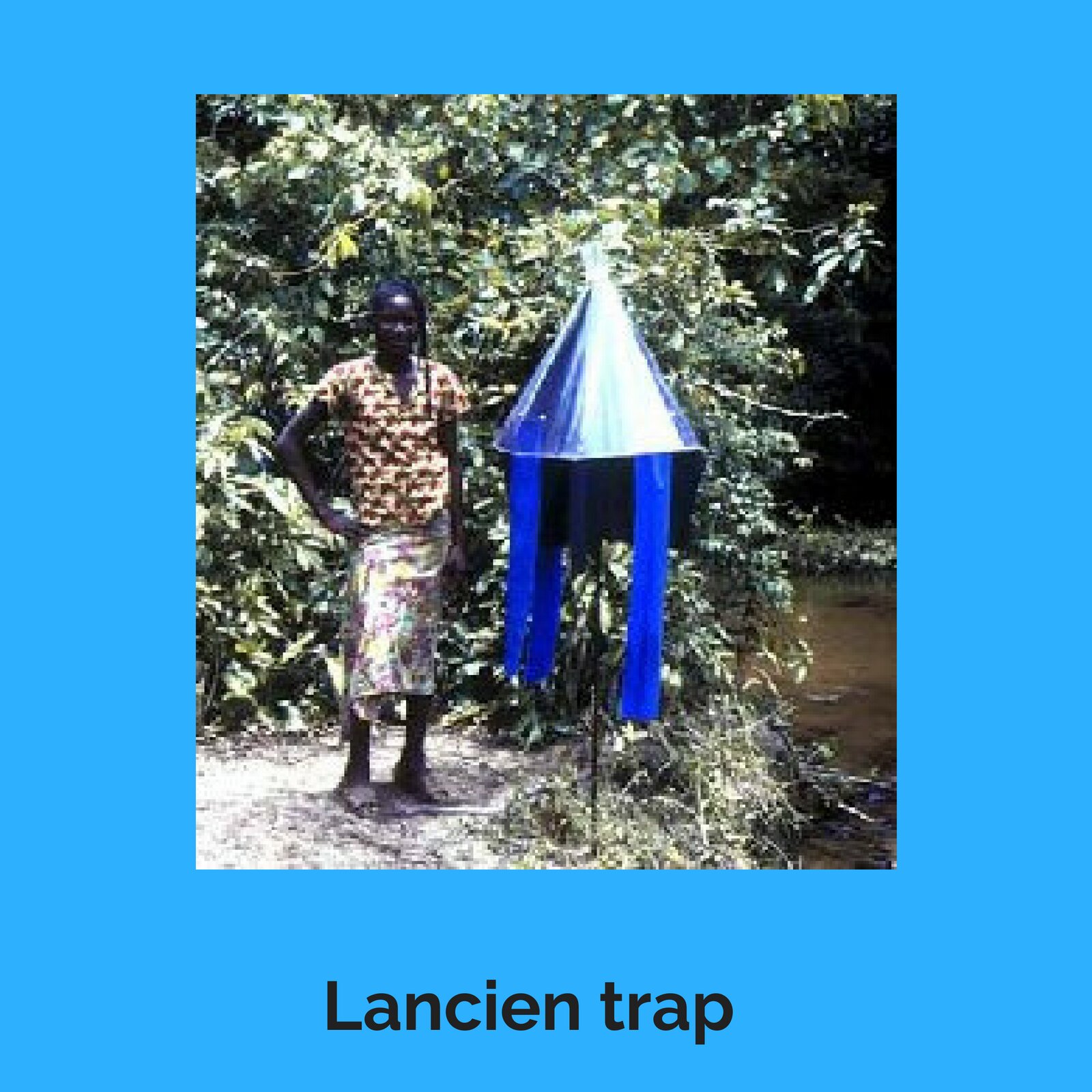 Variations on pyramidal trap | Tsetse