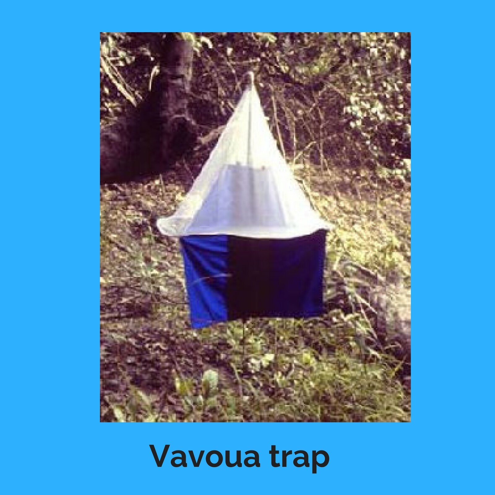Variations on pyramidal trap | Tsetse