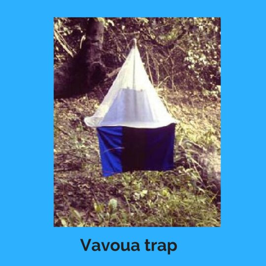 Variations on pyramidal trap | Tsetse