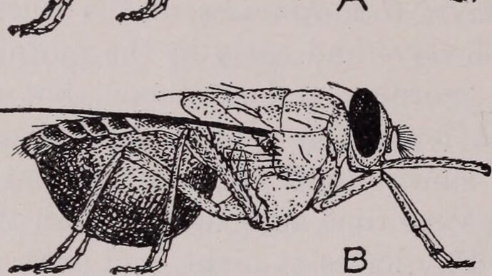 Tsetse biology | Tsetse