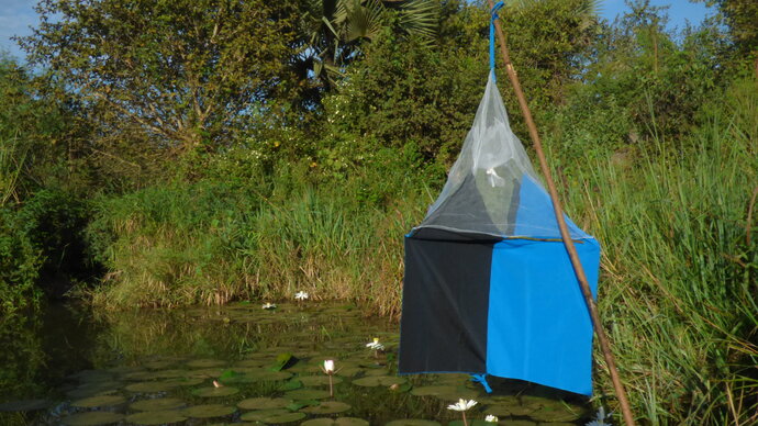 Catching tsetse | Tsetse