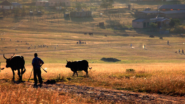 Tsetse Muse | Tsetse