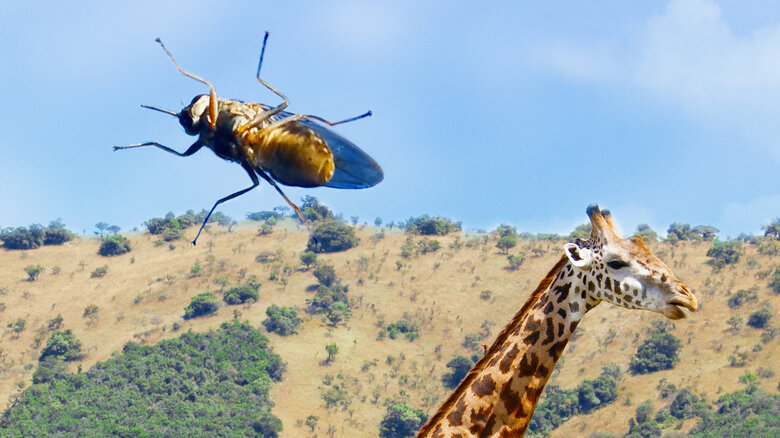 Catching tsetse | Tsetse