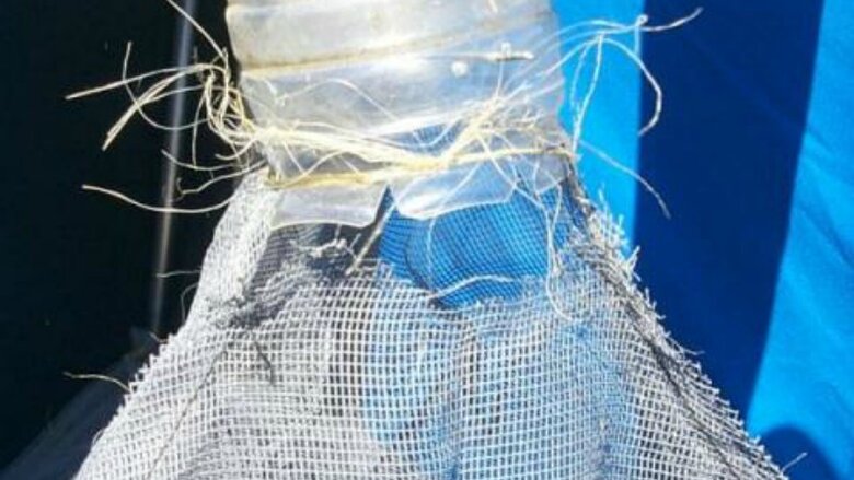 What are the problems with traps? | Tsetse