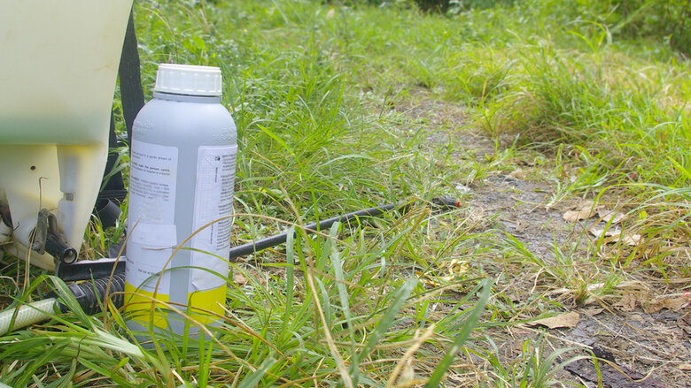 Should I treat the trap with insecticide? | Tsetse