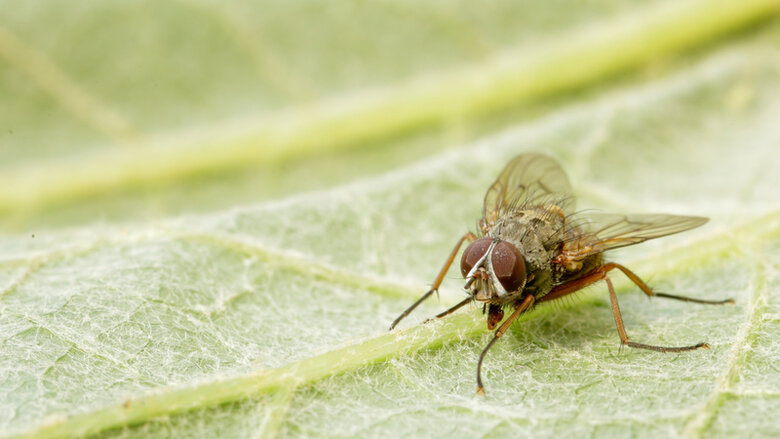 What other types of fly are caught by tsetse traps? | Tsetse
