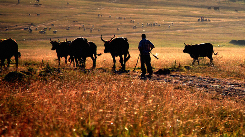 Can I stop tsetse biting my cattle? | Tsetse