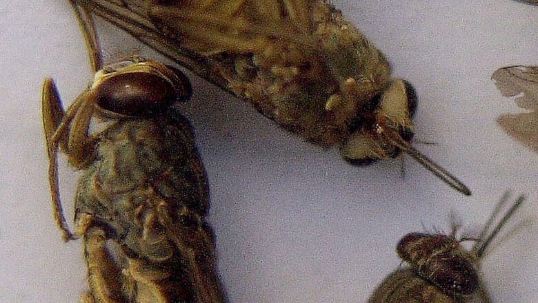 Tsetse biology | Tsetse