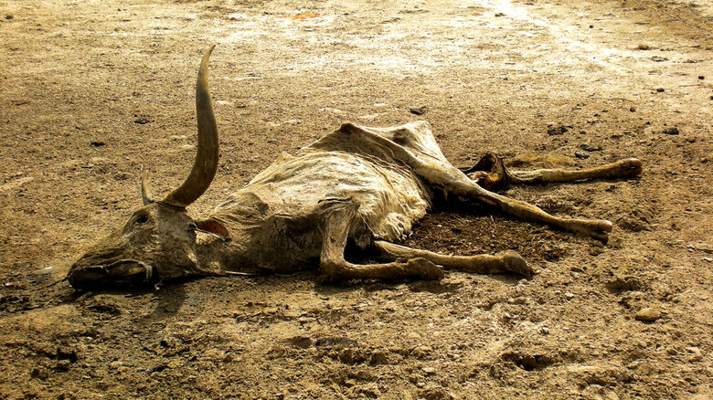 How did people manage when tsetse were not controlled? | Tsetse