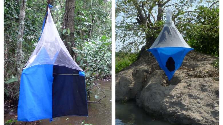 Why are most traps coloured blue and black? | Tsetse