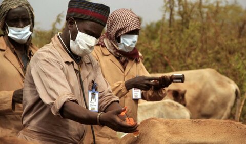 Are there drugs to prevent cattle getting Ngana? | Tsetse