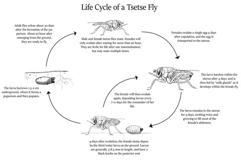 What is the life cycle of tsetse? | Tsetse