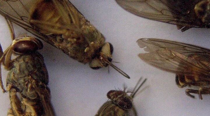 Tsetse biology | Tsetse