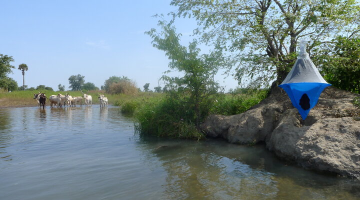 Tsetse | Programs and information to assist in the planning and ...